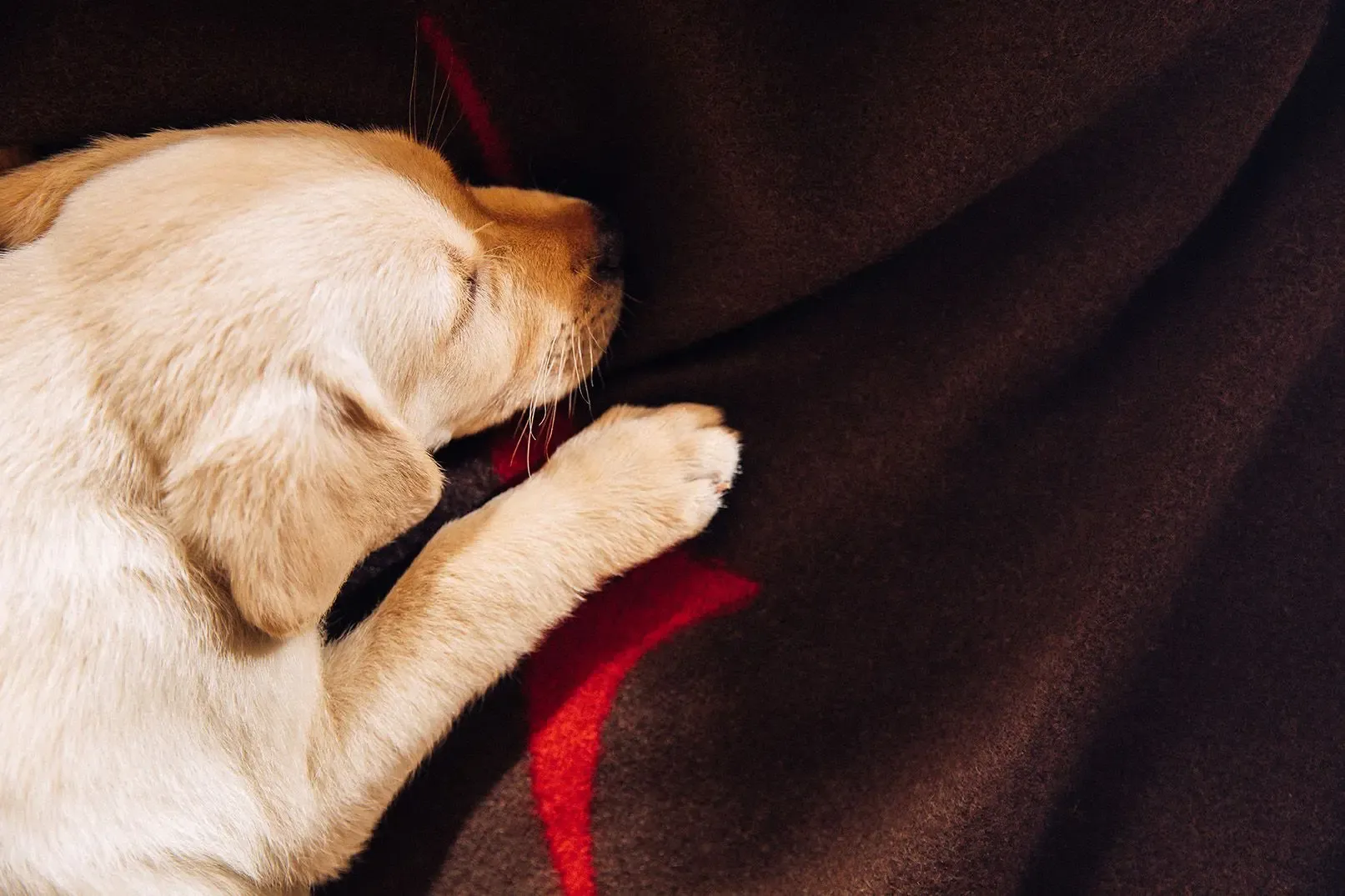 How to Plan the Best Private Jet Experience with Your Pet